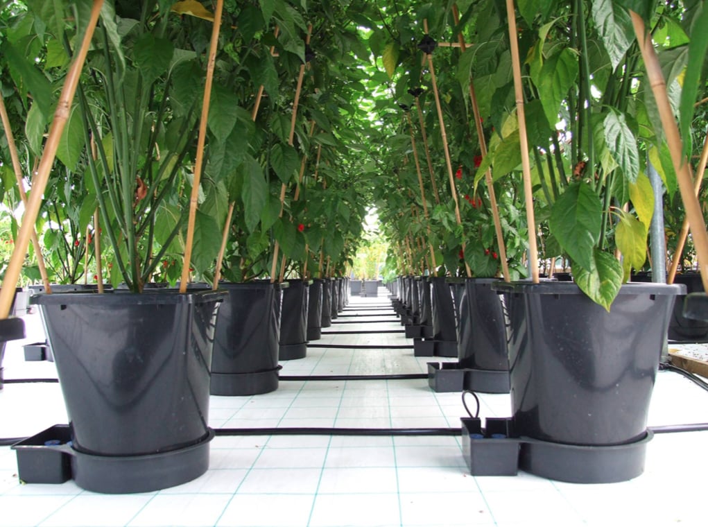 Gardening with AutoPot Hydroponic Systems | Homegro Depot