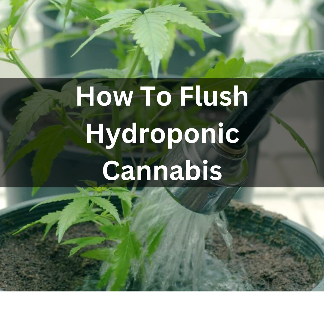 How to Flush Your Hydroponic System Before Harvest | Homegro Depot