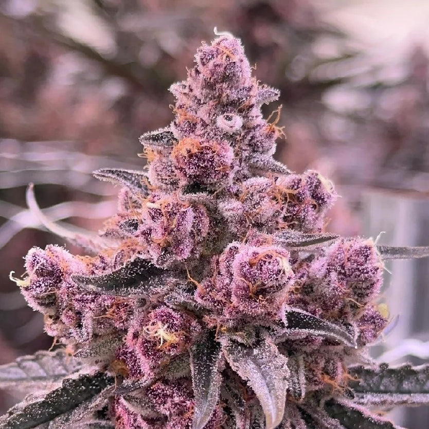 Blockberry Breeder Cut – Homegro Depot