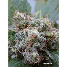 White Widow – Dutch Passion – Homegro Depot